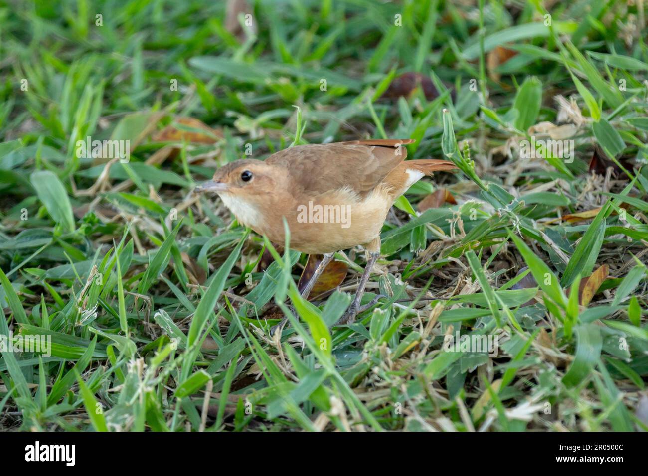 "João-de-Barro" bird (Furnarius rufus) isolated in selective focus on ...