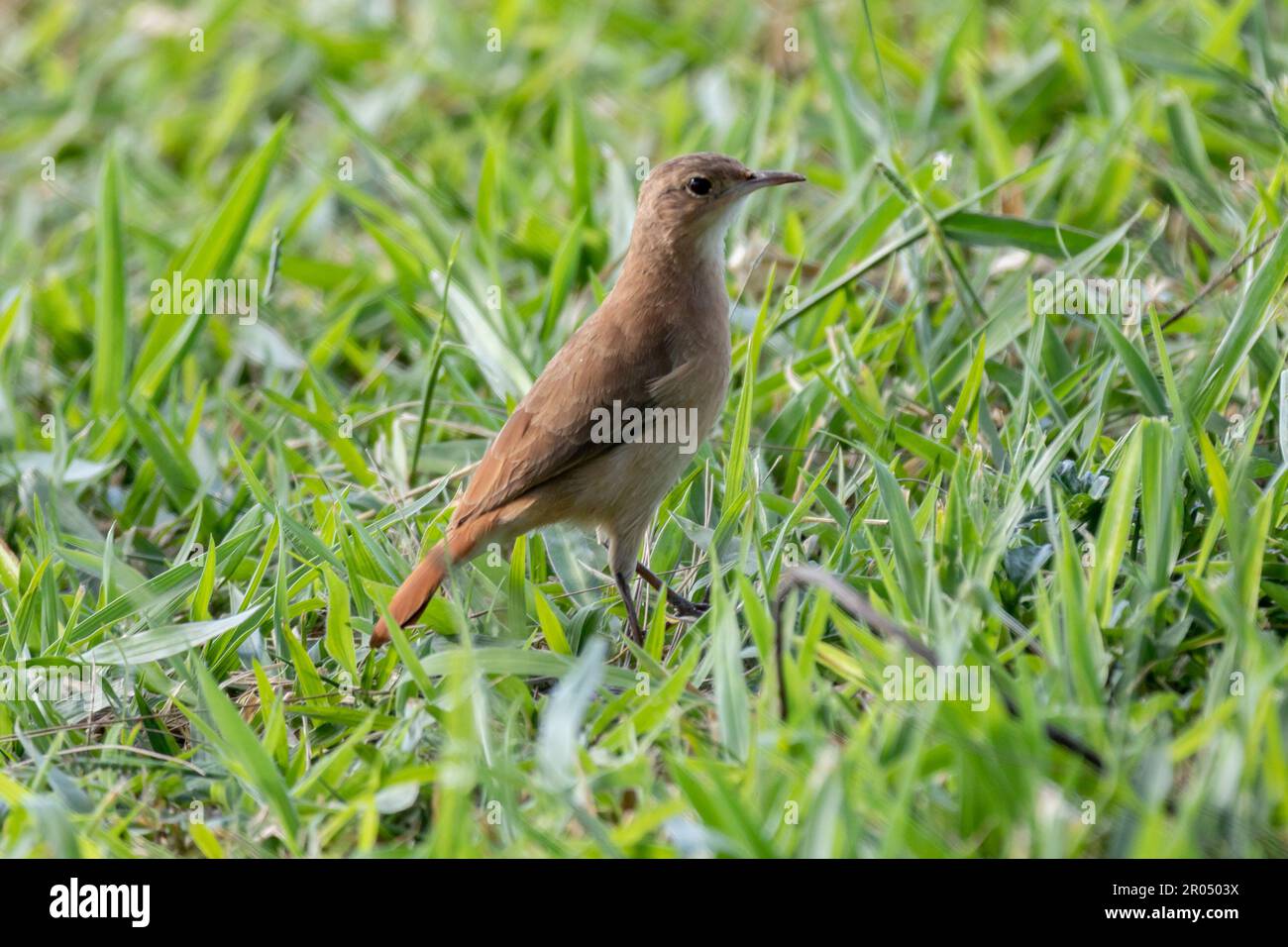 "João-de-Barro" bird (Furnarius rufus) isolated in selective focus on ...