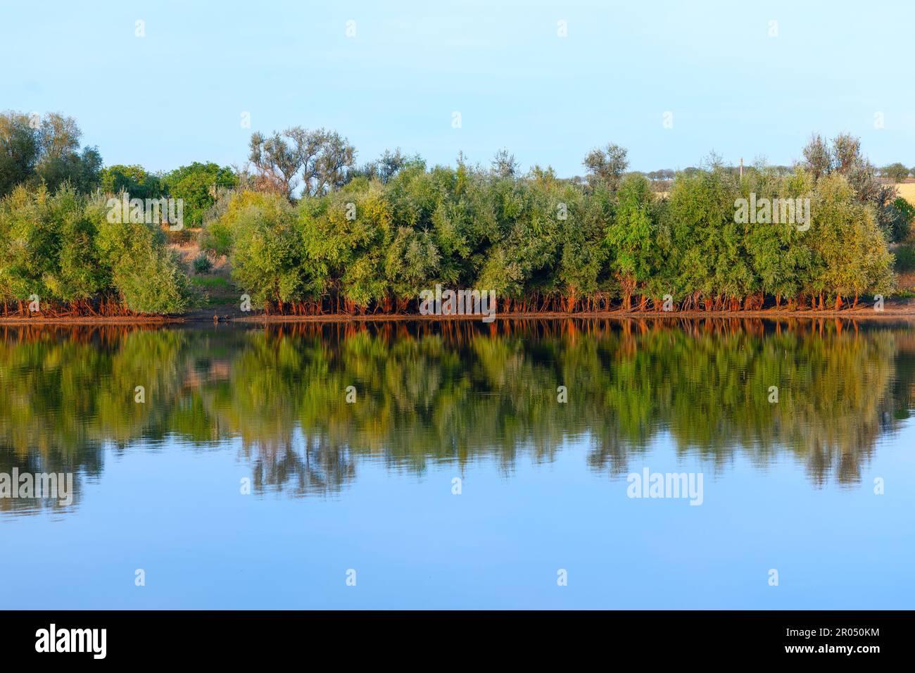 Reflection of Trees on River . Rivers Scenery with Growing Trees on the ...