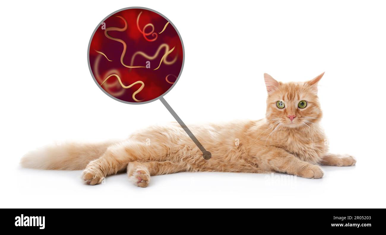 Cute cat and illustration of helminths under microscope on white ...