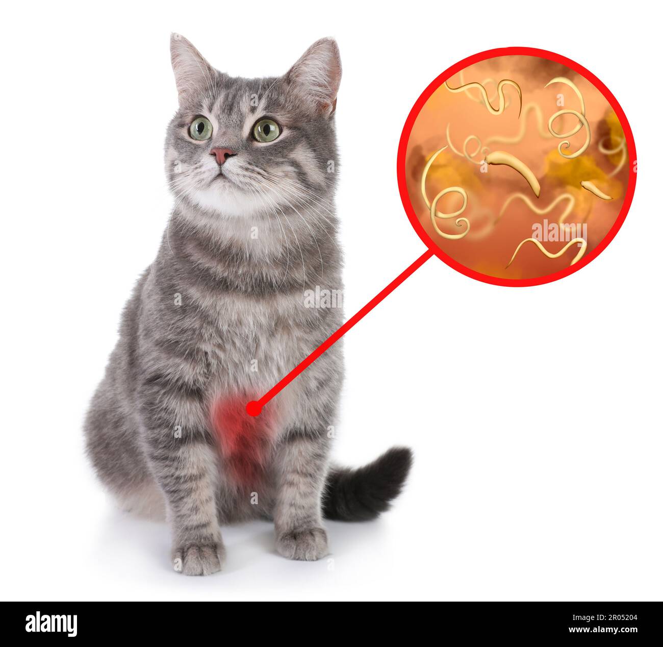 Cute cat and illustration of helminths under microscope on white ...