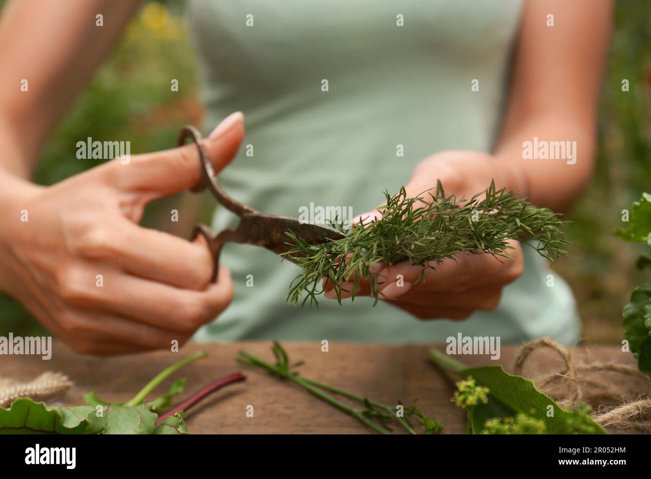 Herb scissors cutting dill hi-res stock photography and images - Alamy