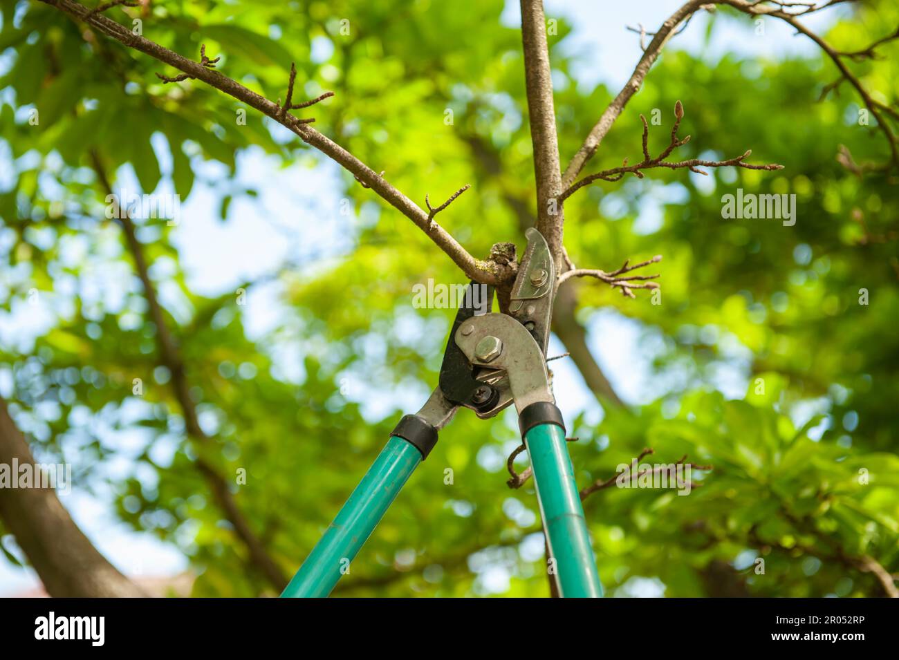 Pruning tree with secateurs outdoors. Gardening tool Stock Photo - Alamy