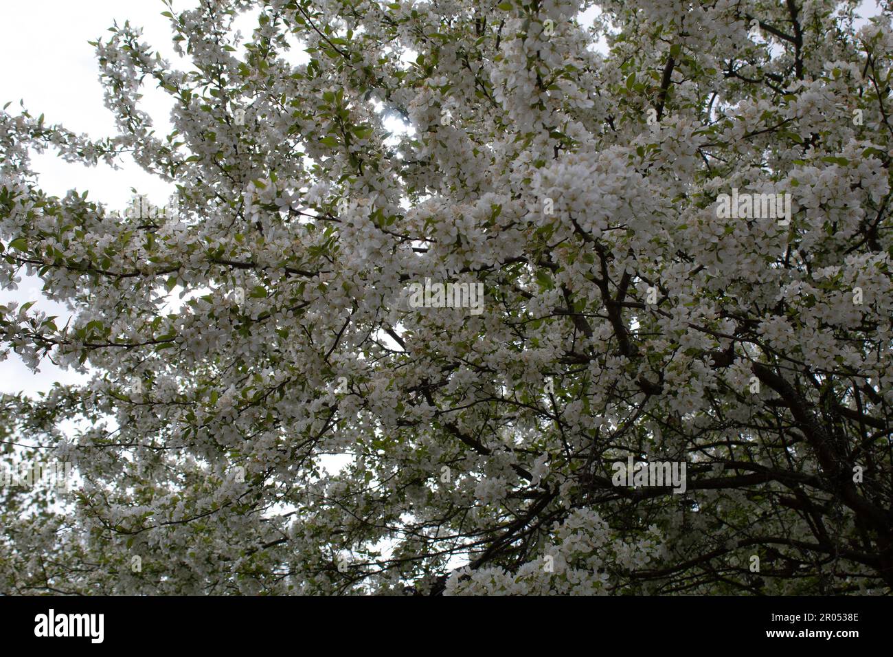 Trees in Spring Stock Photo - Alamy