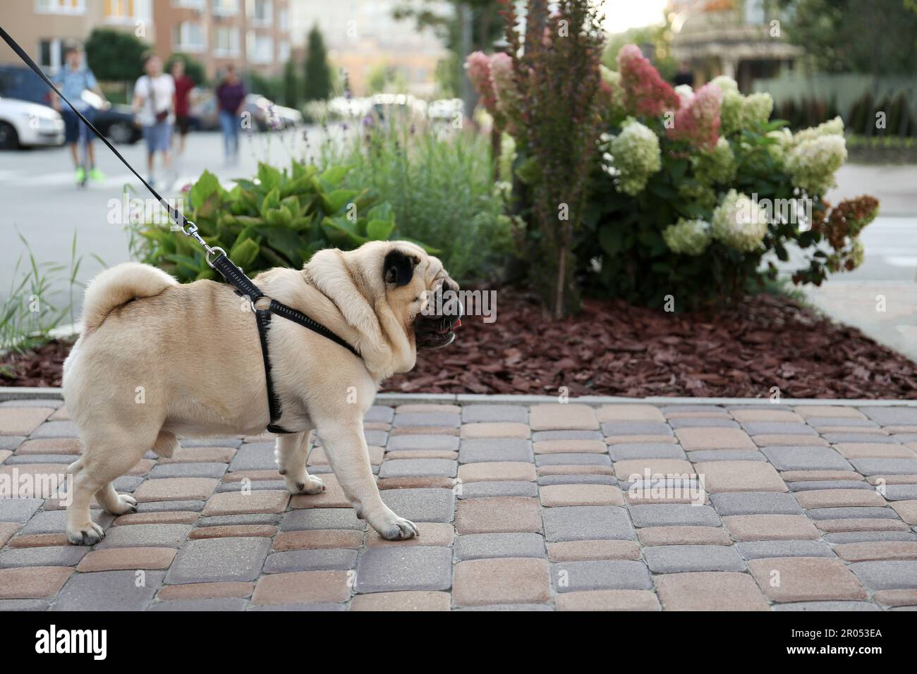 Cute pug with leash on walkway outdoors. Dog walking Stock Photo - Alamy