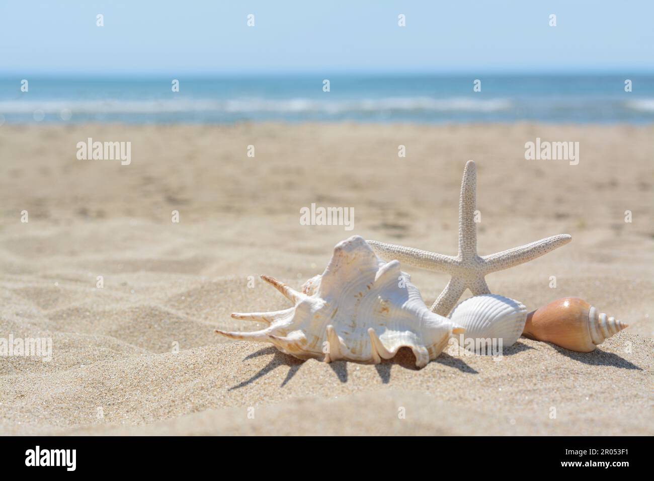 Beautiful starfish and sea shells on sandy beach, space for text Stock ...