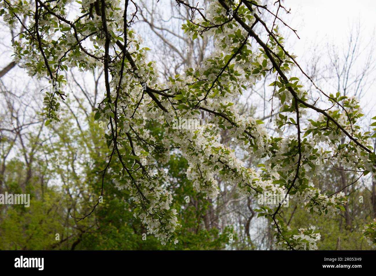 Trees in Spring Stock Photo - Alamy