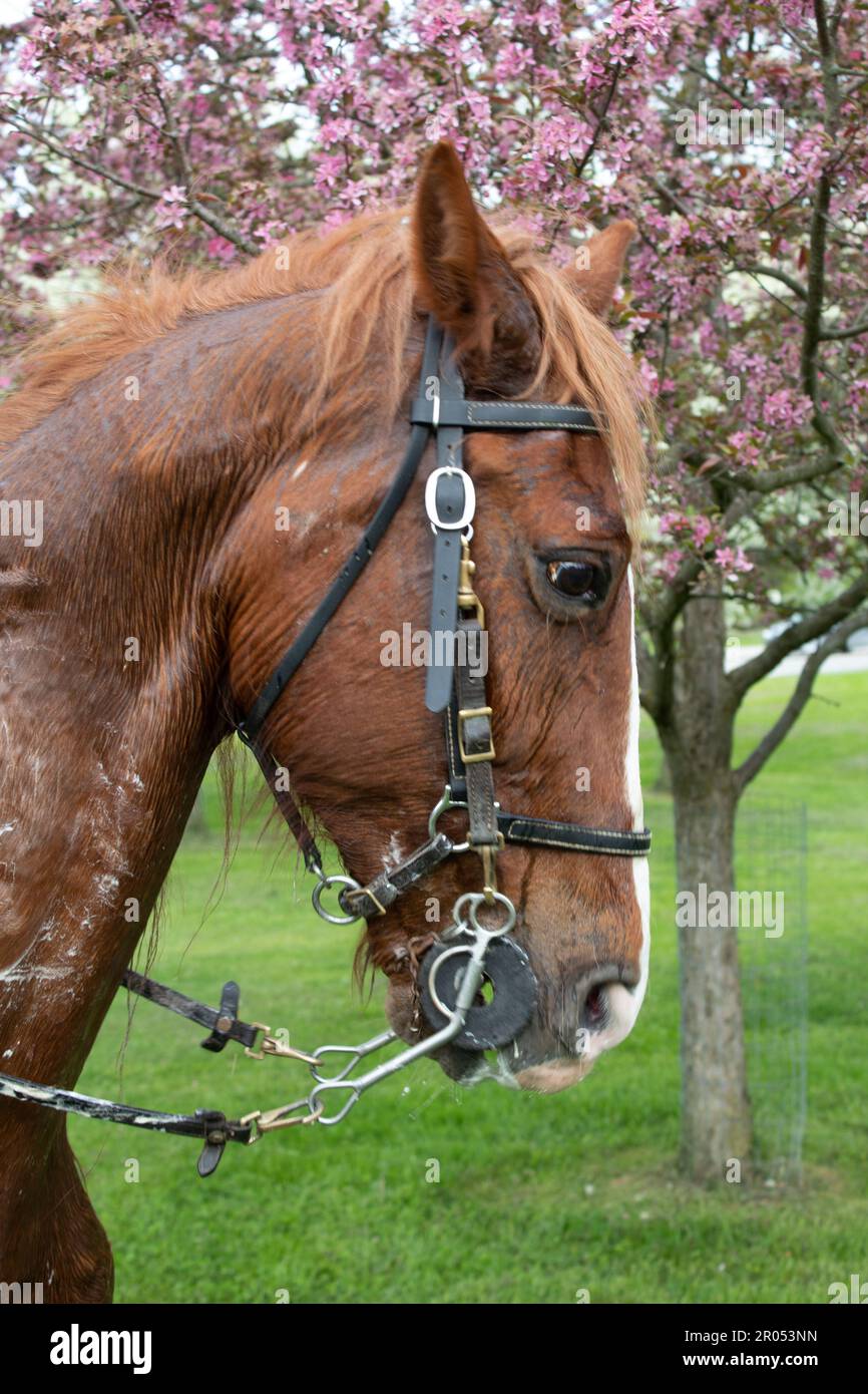 Horse reigns hi-res stock photography and images - Alamy