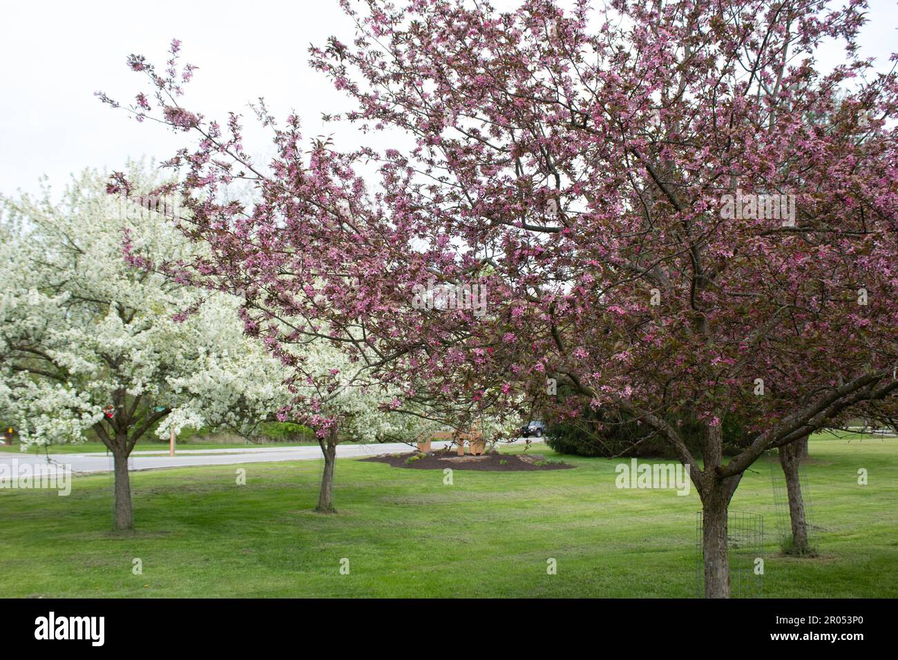 Trees blooms hi-res stock photography and images - Alamy