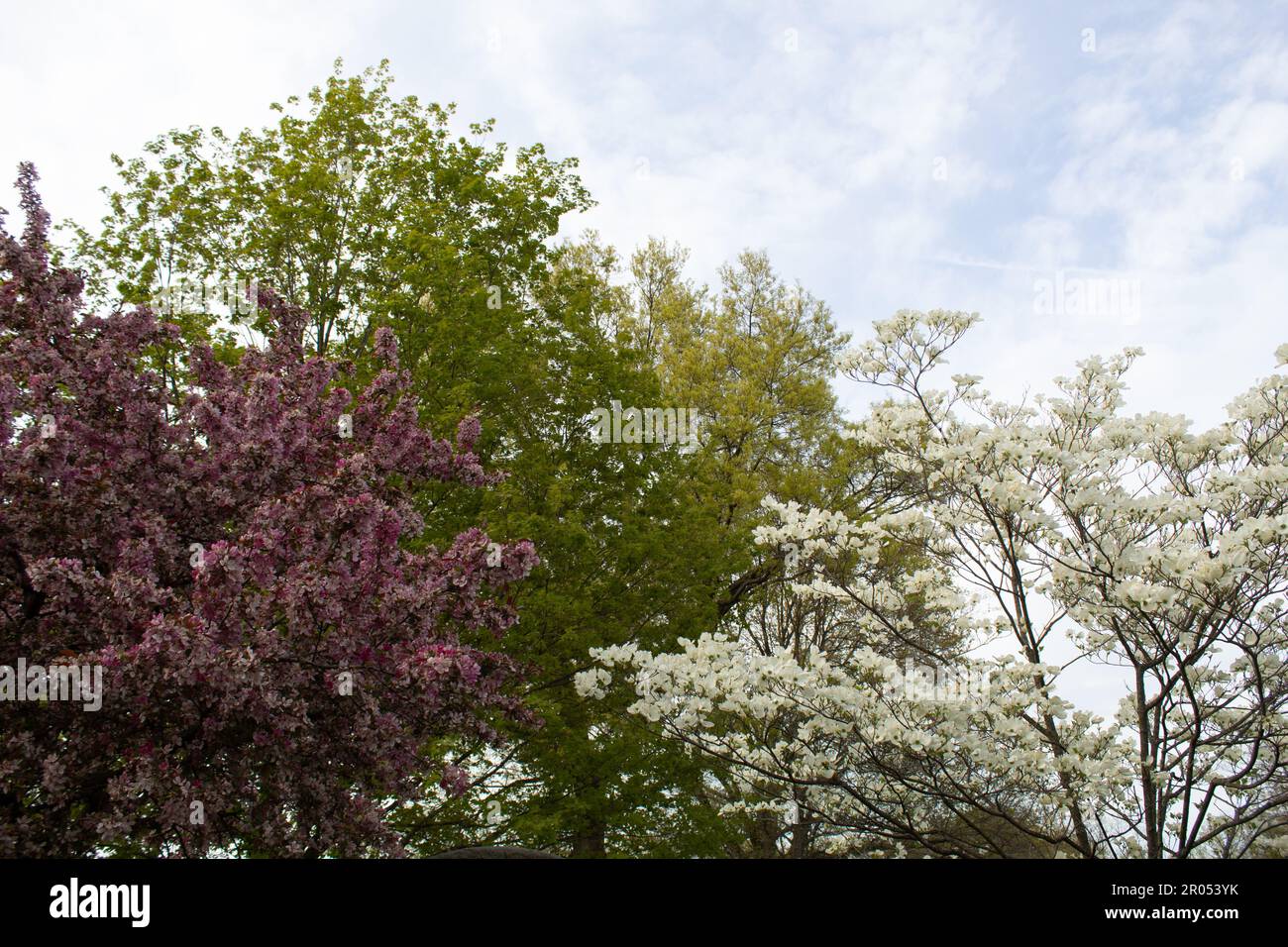 Trees blooms hi-res stock photography and images - Alamy