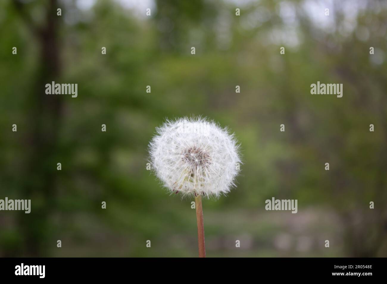 Wind pollination hi-res stock photography and images - Alamy