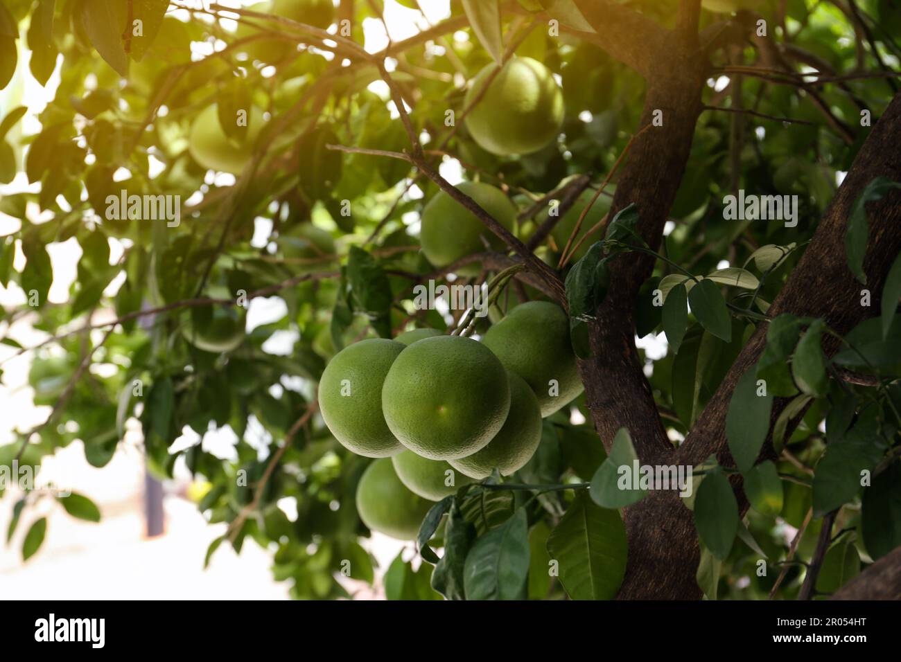 Ripening fruits of the pomelo hi-res stock photography and images - Alamy