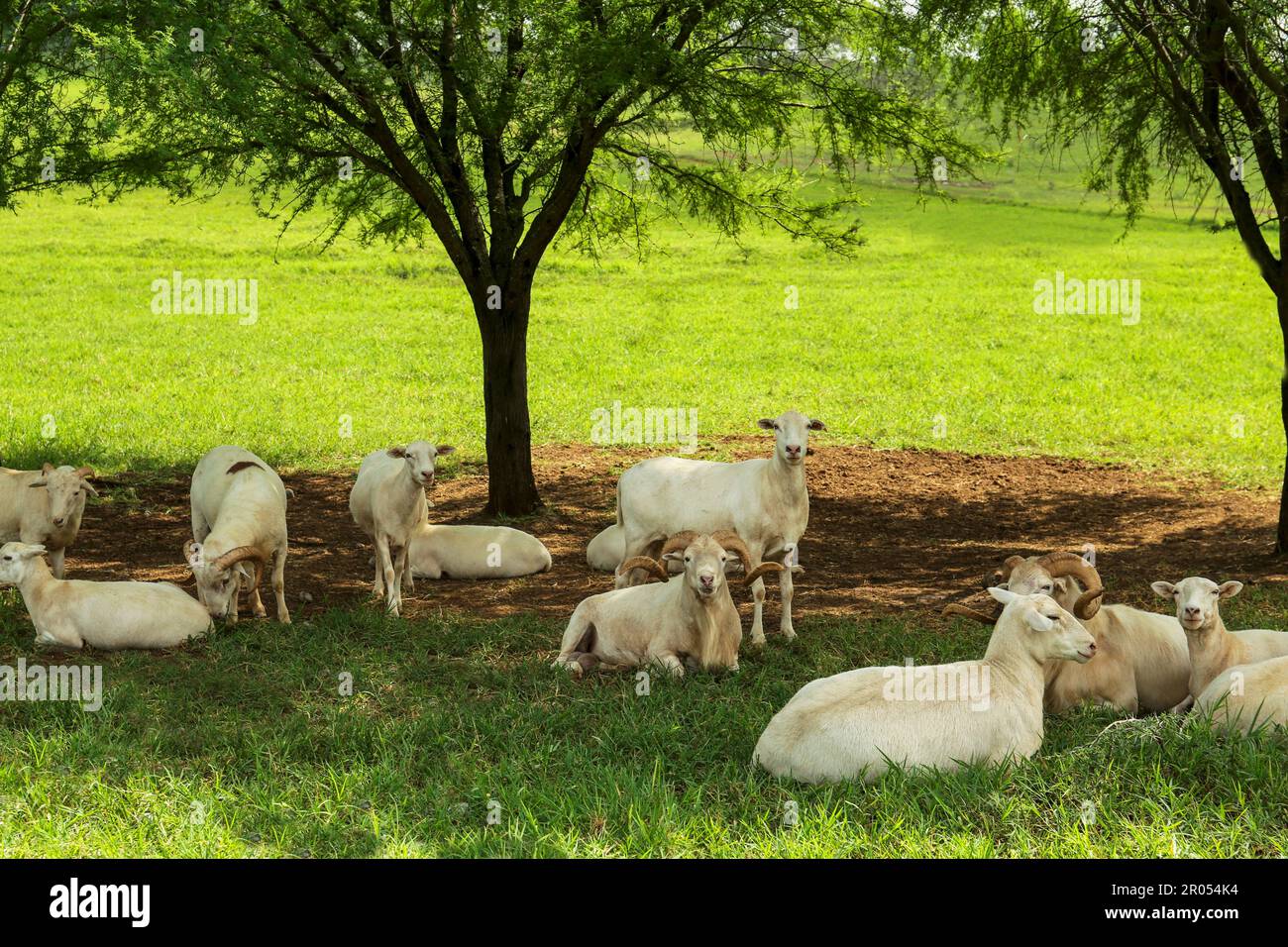 Beautiful white sheep on green grass in safari park Stock Photo - Alamy
