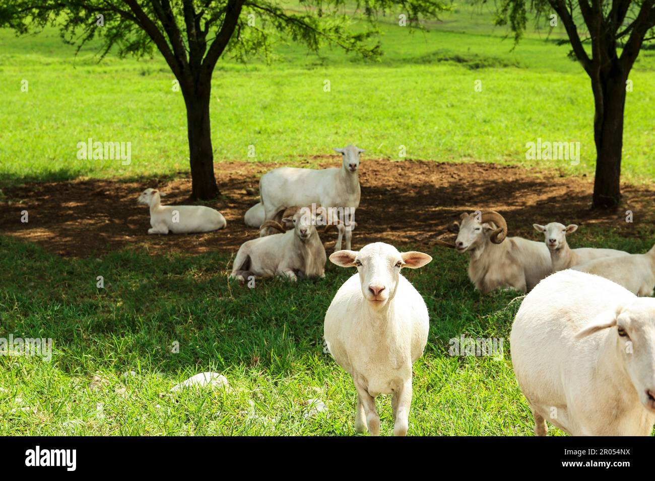 Beautiful white sheep on green grass in safari park Stock Photo - Alamy
