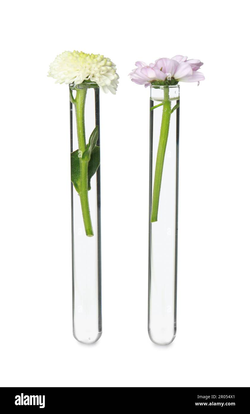 Different flowers in test tubes on white background Stock Photo - Alamy