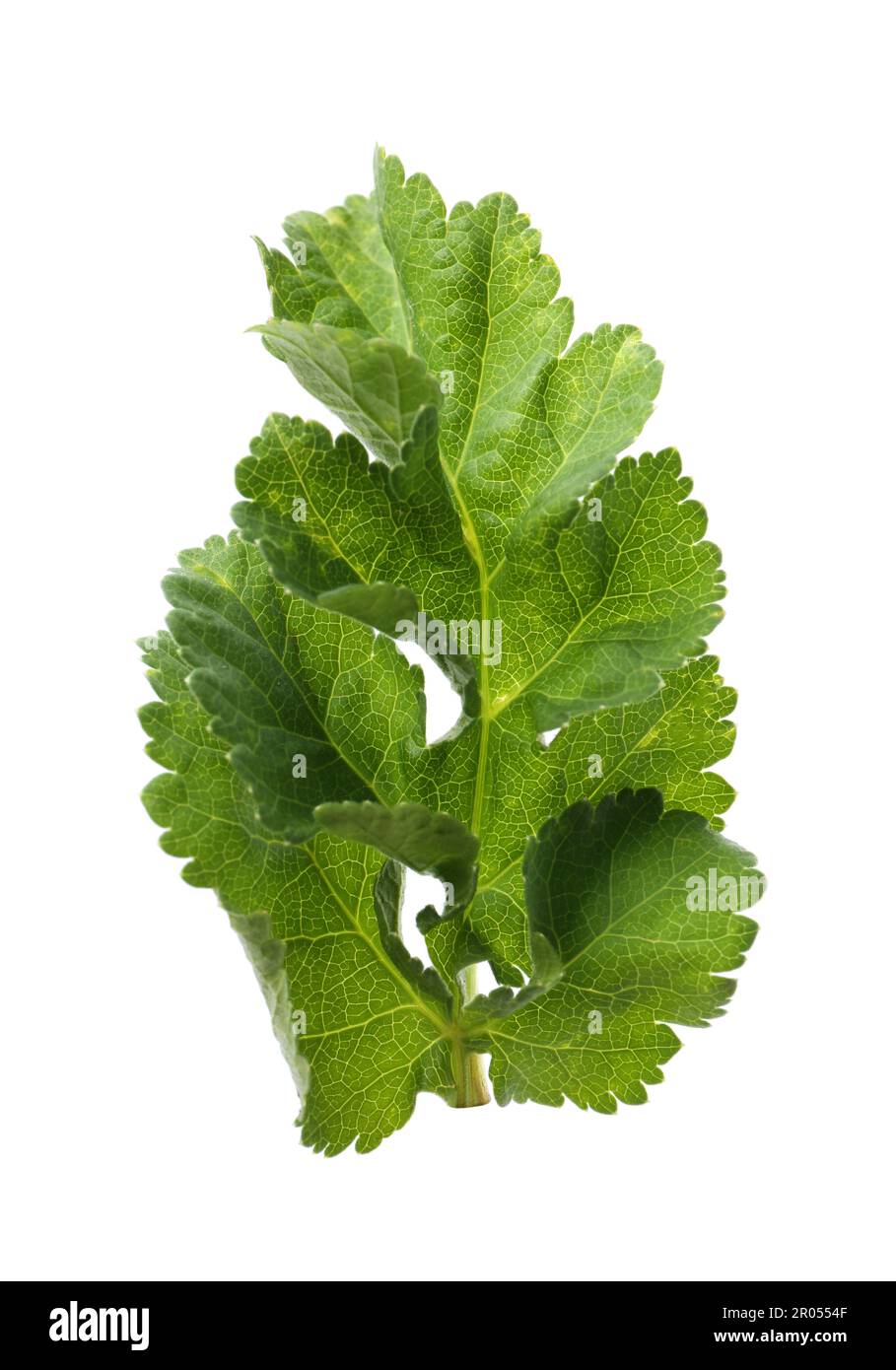 Fresh green parsnip leaf isolated on white Stock Photo - Alamy