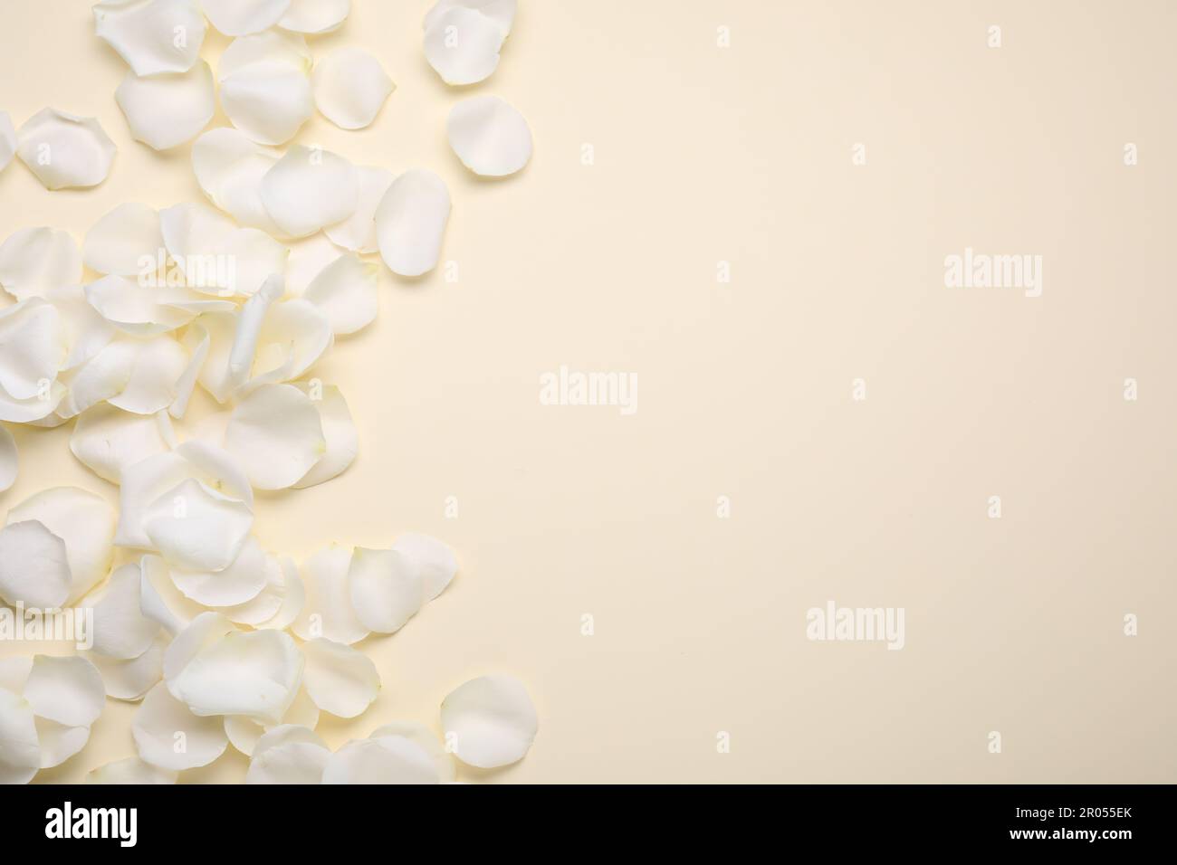 Beautiful white rose flower petals on beige background, flat lay. Space ...