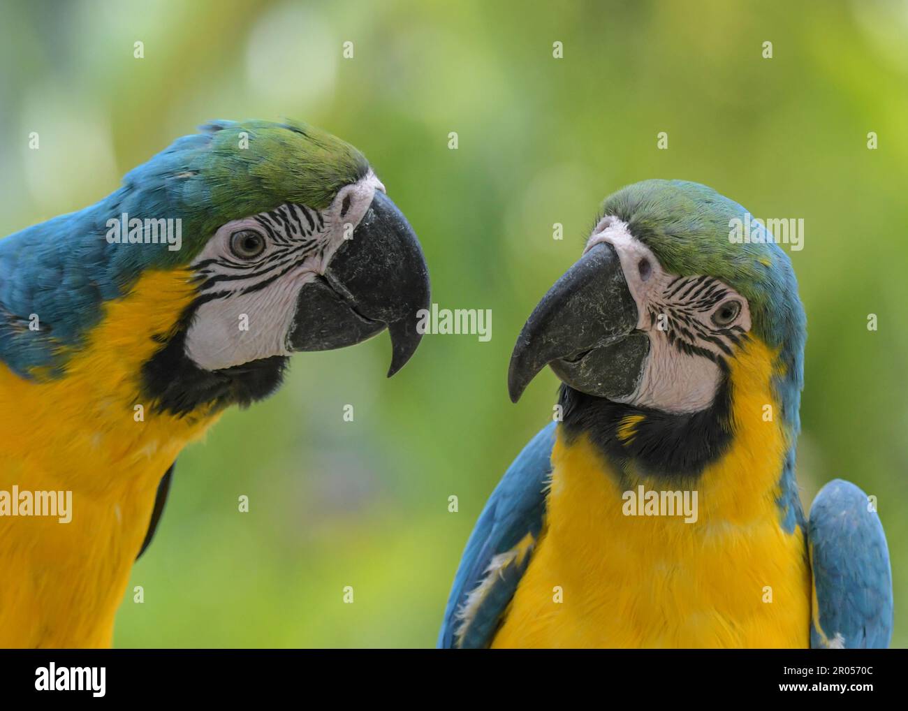 Blue and yellow macaw (Ara ararauna) an exotic bird in zoo Stock Photo ...