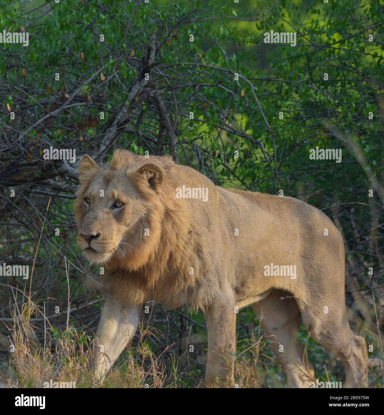 Lion during African safari in Kruger national park South Africa Stock ...
