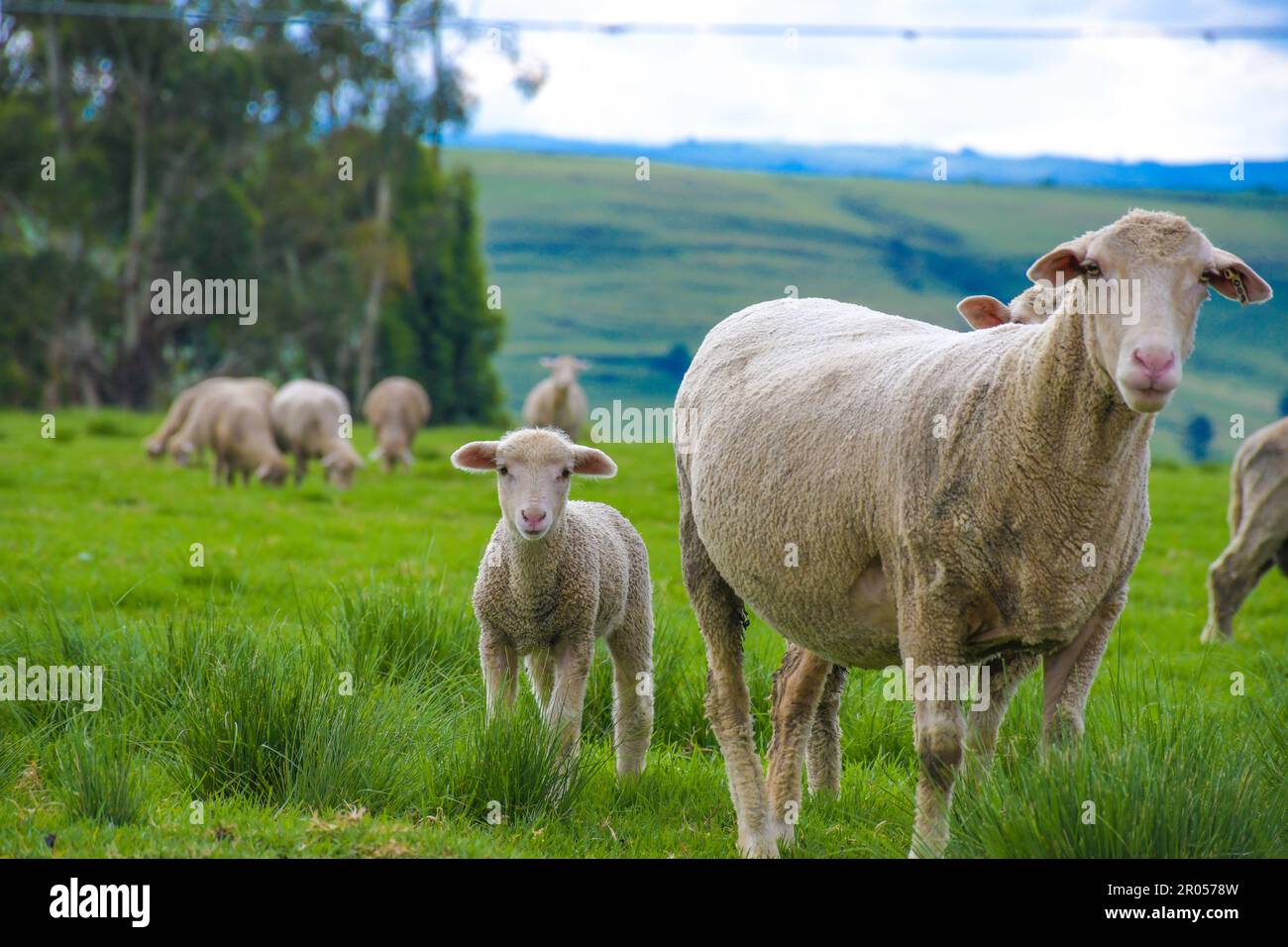 Merino sheep farm pasture country side in midlands Stock Photo - Alamy
