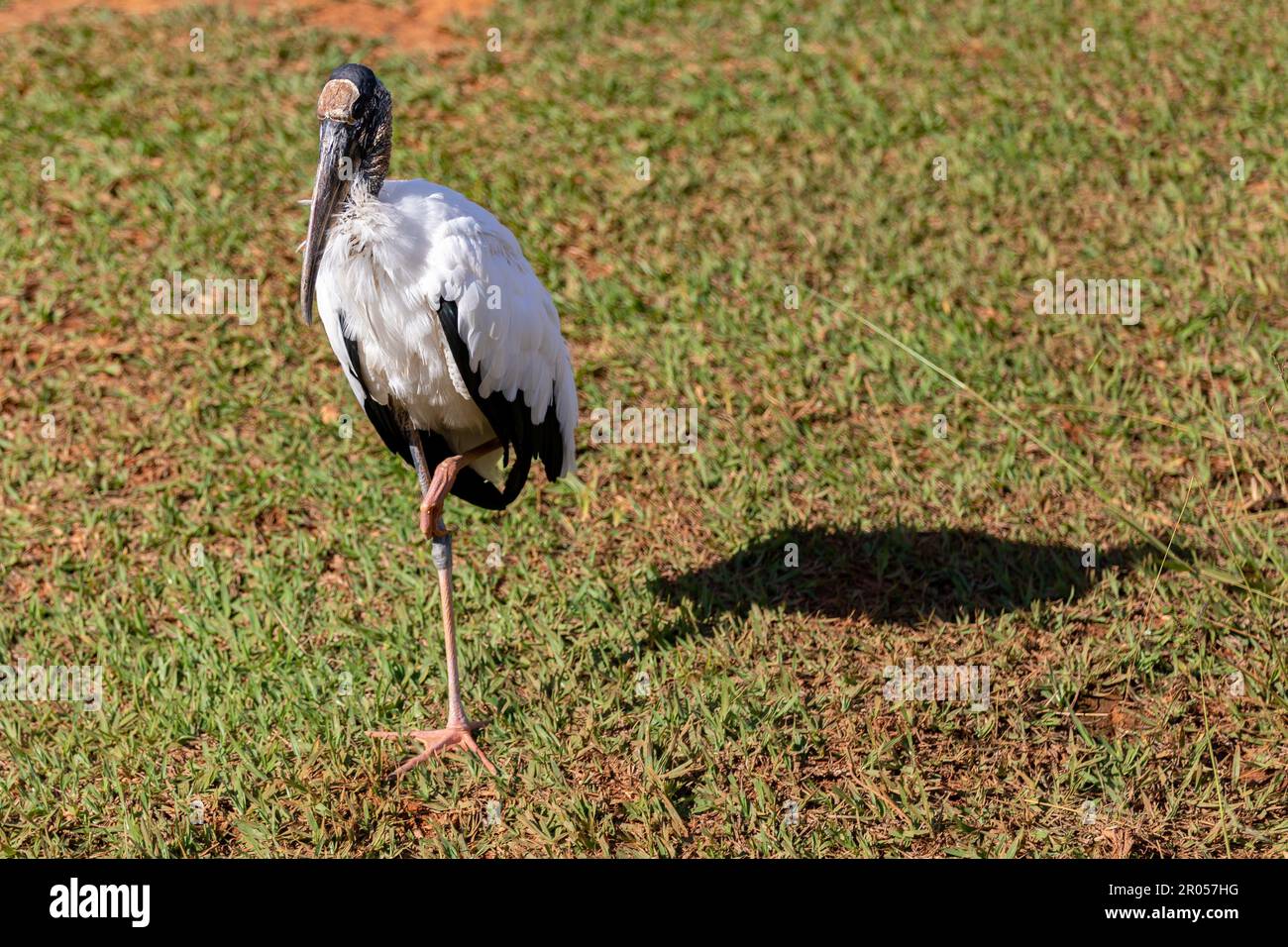 Jabiru bird (Mycteria americana) walking through the grass with its ...
