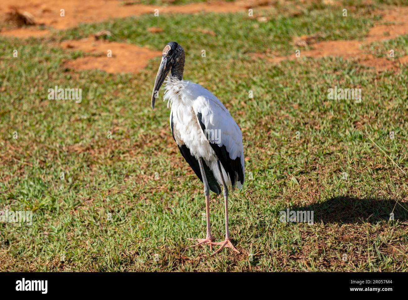 Jabiru bird (Mycteria americana) walking through the grass with its ...