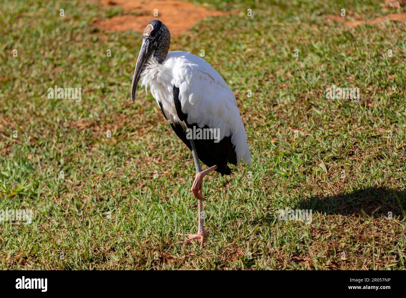 Jabiru bird (Mycteria americana) walking through the grass with its ...