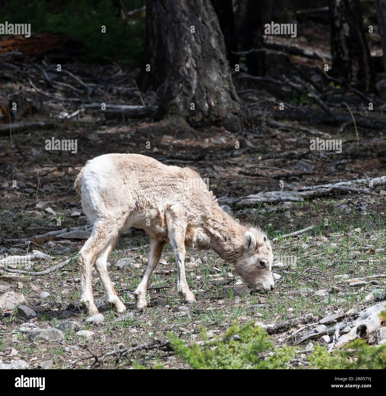 One Rocky Mountain Sheep Lamb (Ovis canadensis) in a forest in Banff ...
