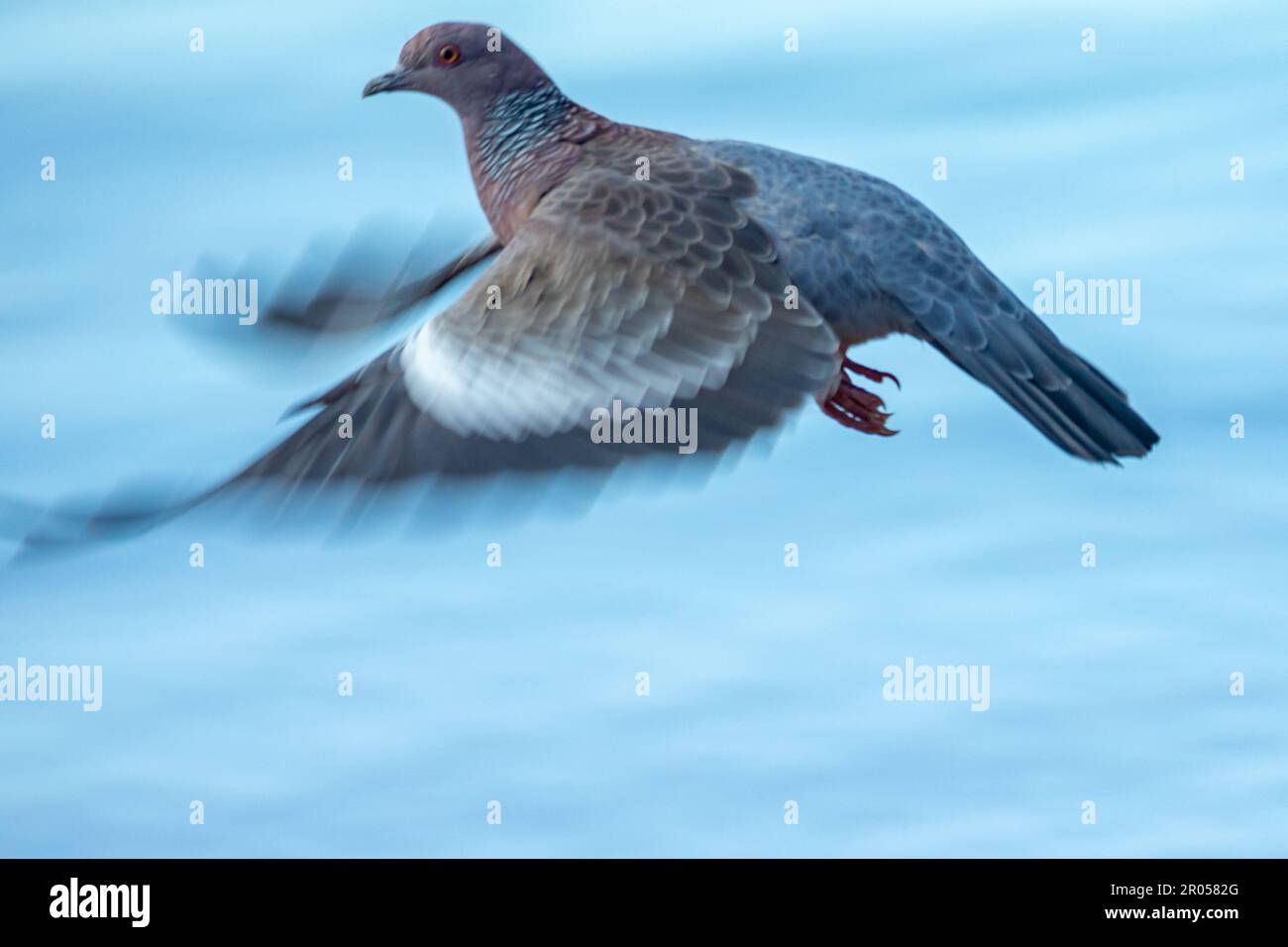 Pomba dove hi-res stock photography and images - Alamy