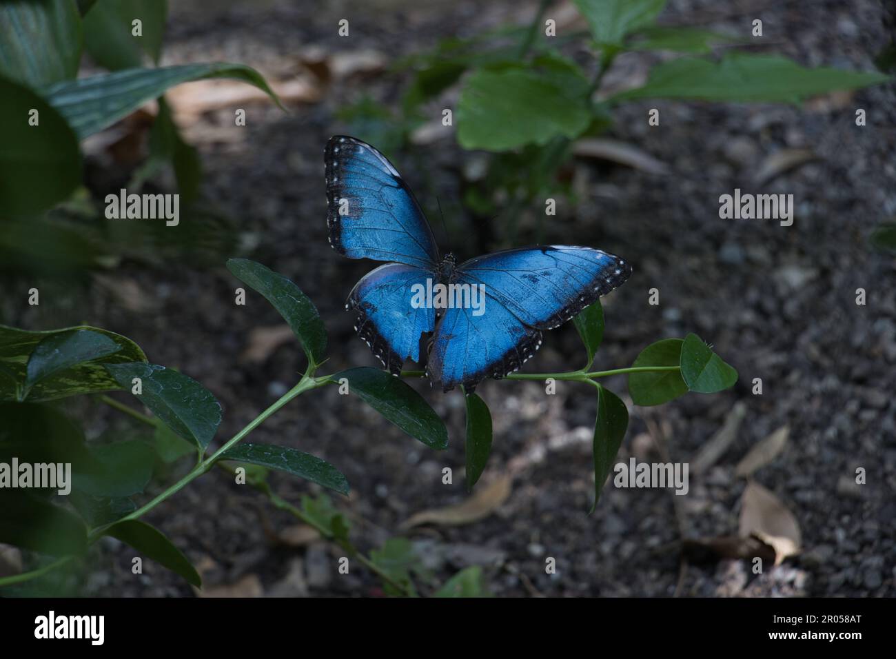 Resting centered hi-res stock photography and images - Alamy