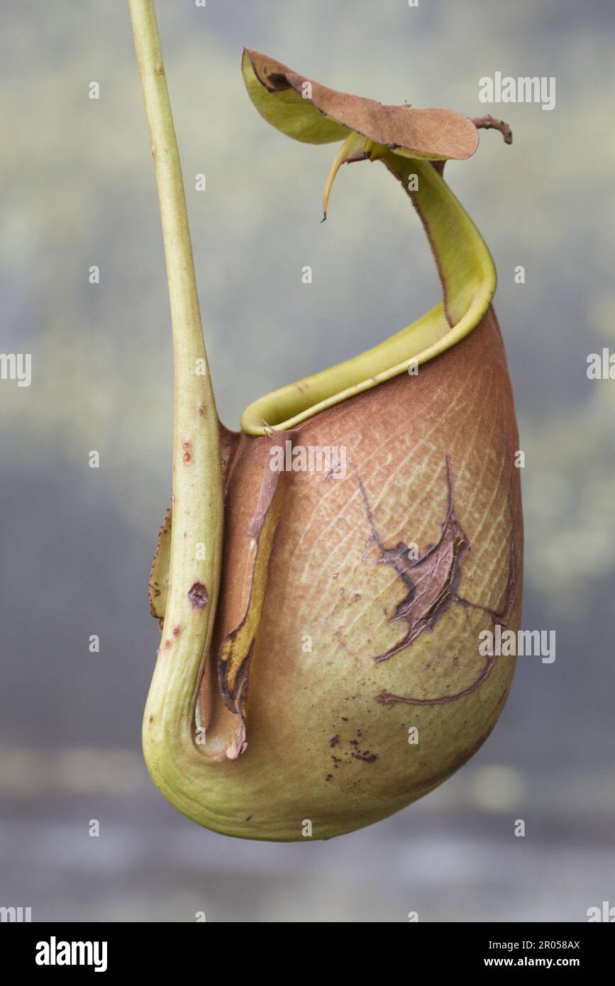 Hanging pitcher plants hi-res stock photography and images - Alamy