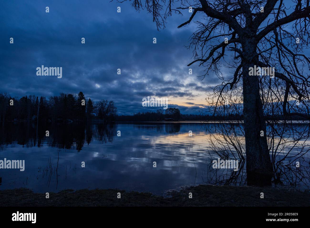 Blue hour forest hi-res stock photography and images - Alamy