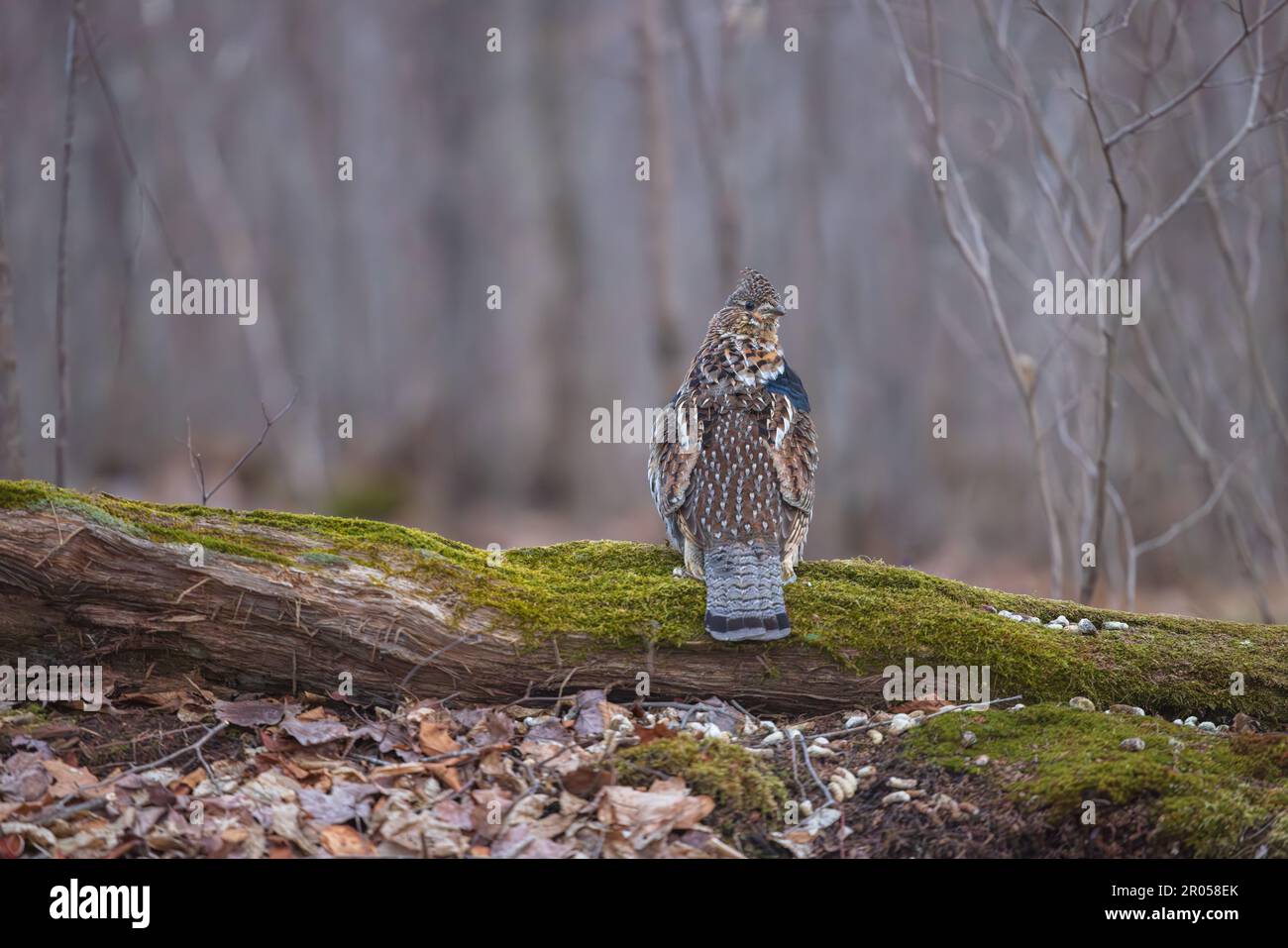 Ruffed grouse on a drumming log in northern Wisconsin Stock Photo - Alamy