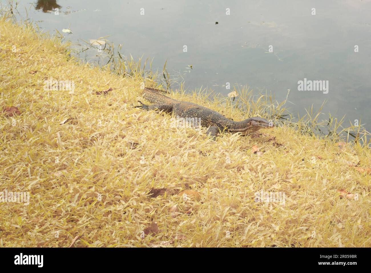 infrared image of the Asian water monitor lizard by the lake Stock ...