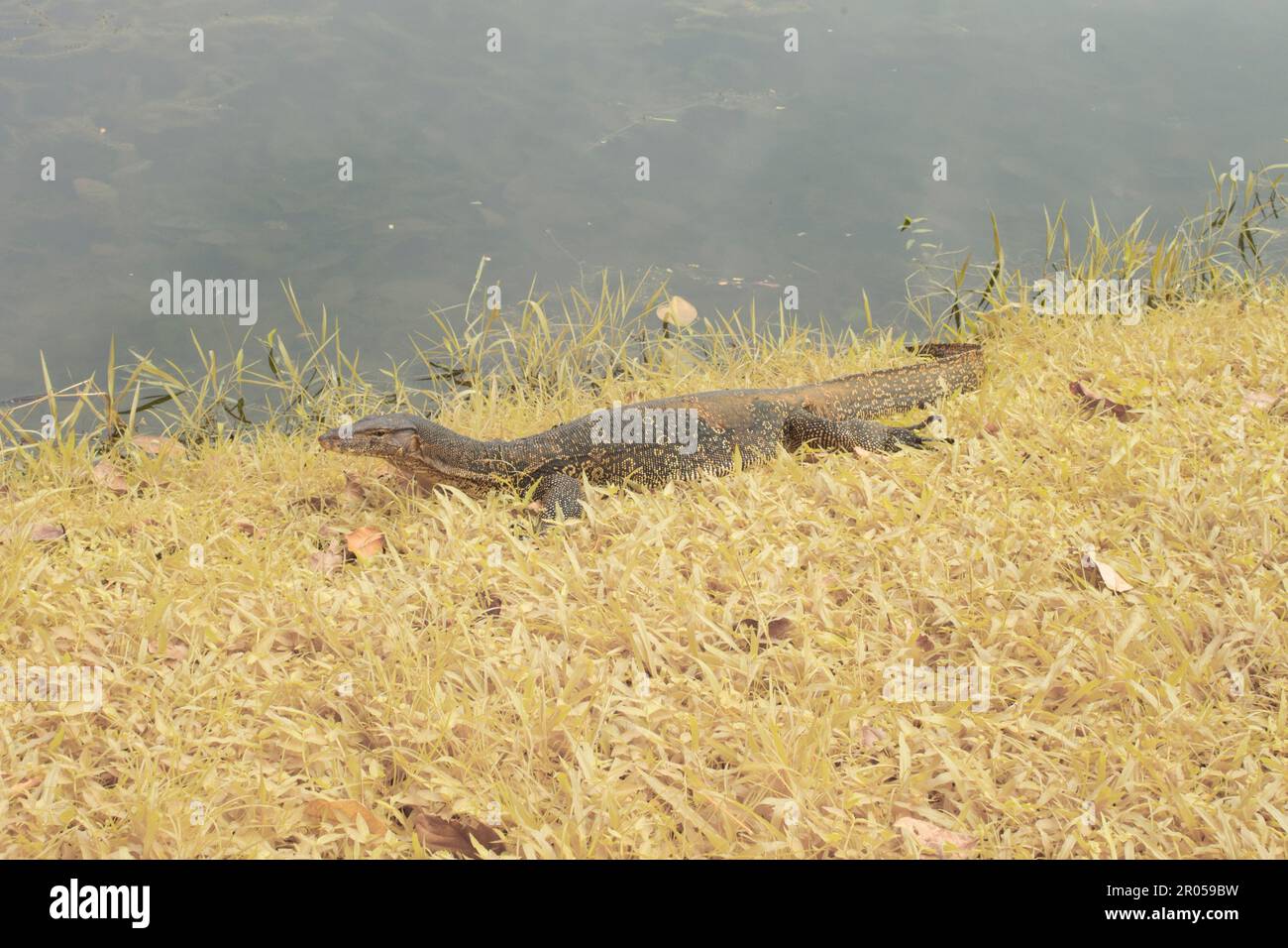 infrared image of the Asian water monitor lizard by the lake Stock ...