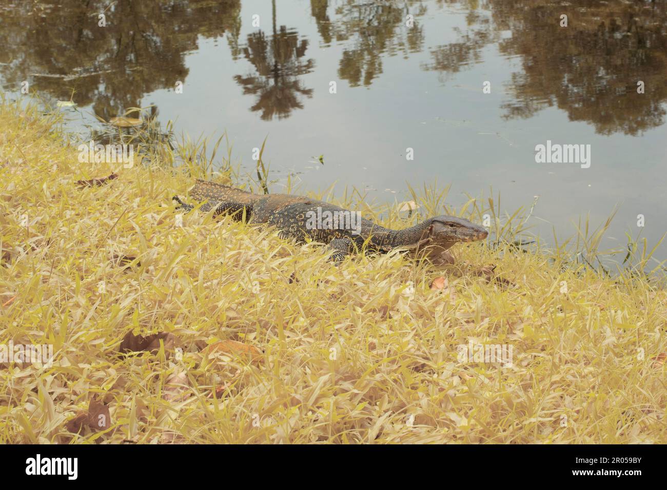 infrared image of the Asian water monitor lizard by the lake Stock ...