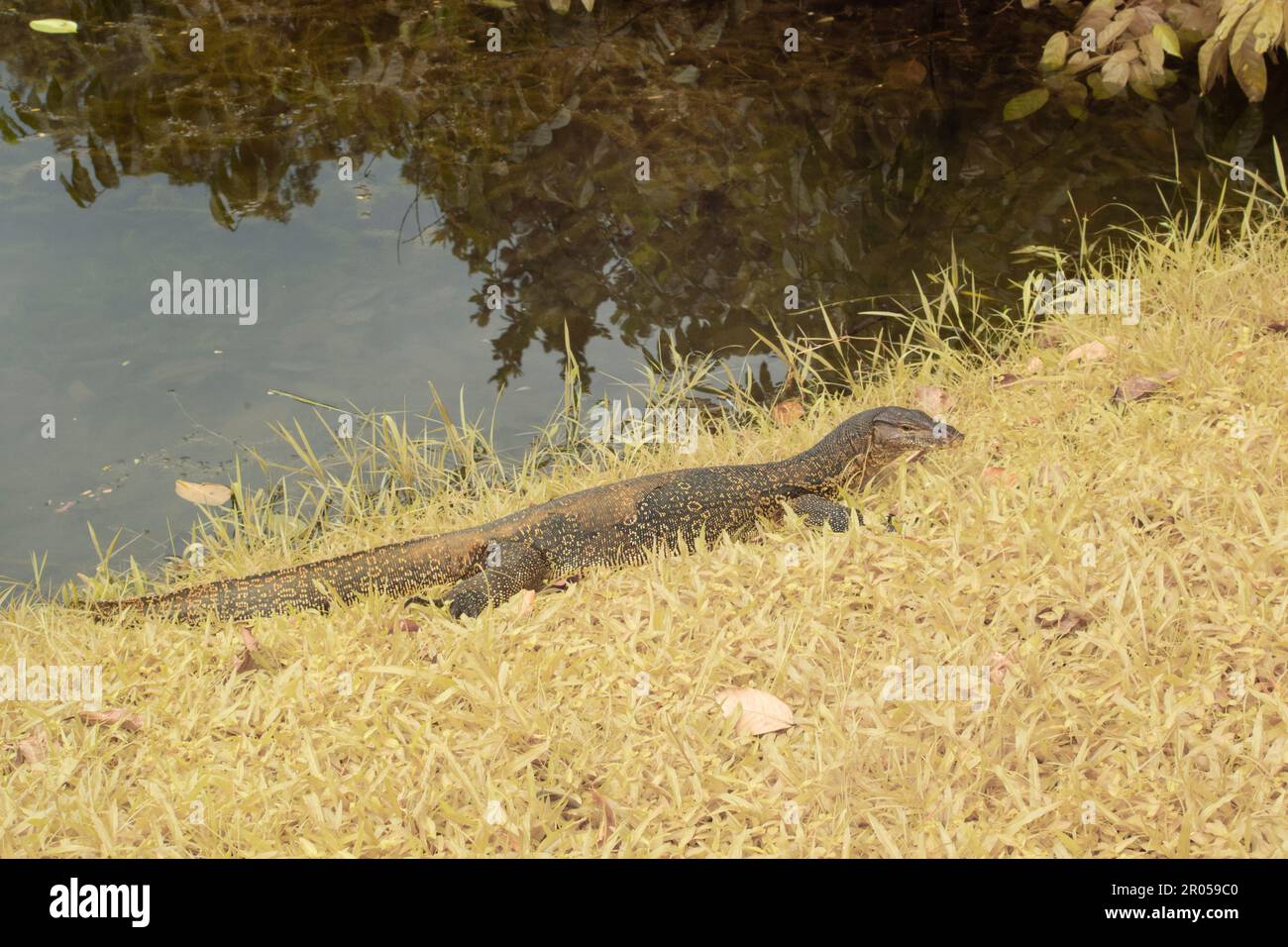 infrared image of the Asian water monitor lizard by the lake Stock ...