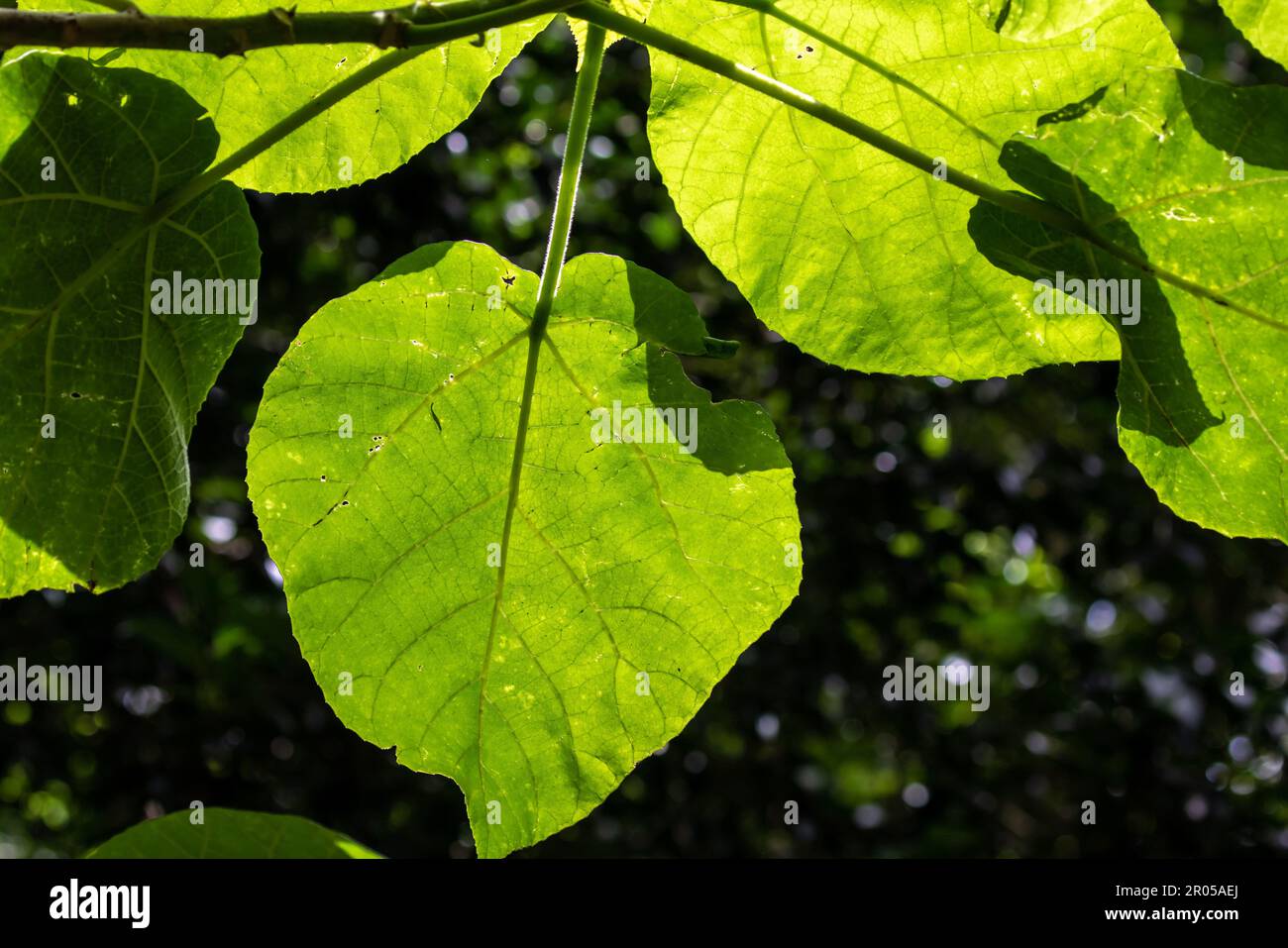 Leaves of an Australian Stinging Tree Stock Photo - Alamy