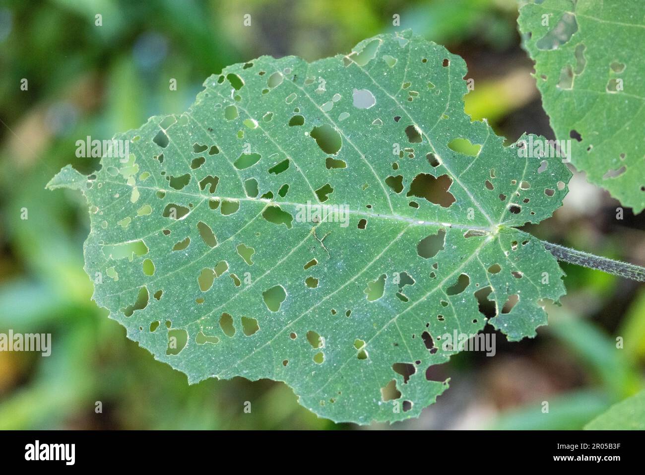 Leaf of an Australian Stinging Tree Stock Photo - Alamy
