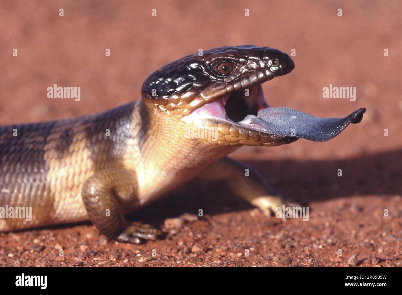 Australian Western Blue-tongue Lizard flickering it's tongue Stock ...