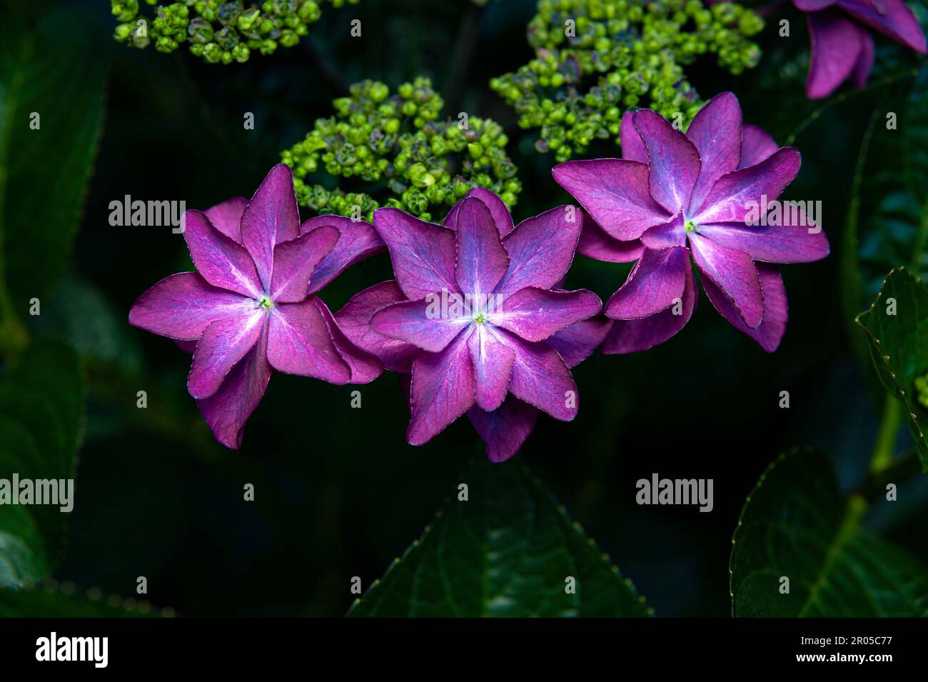 Gaku ajisai hi-res stock photography and images - Alamy