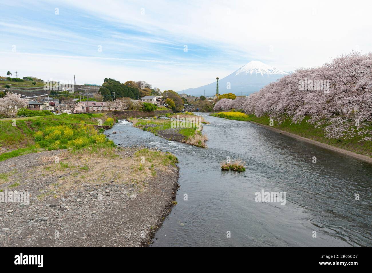 Cherry blossom trees lining the Urui River in Fuji City with Majestic ...