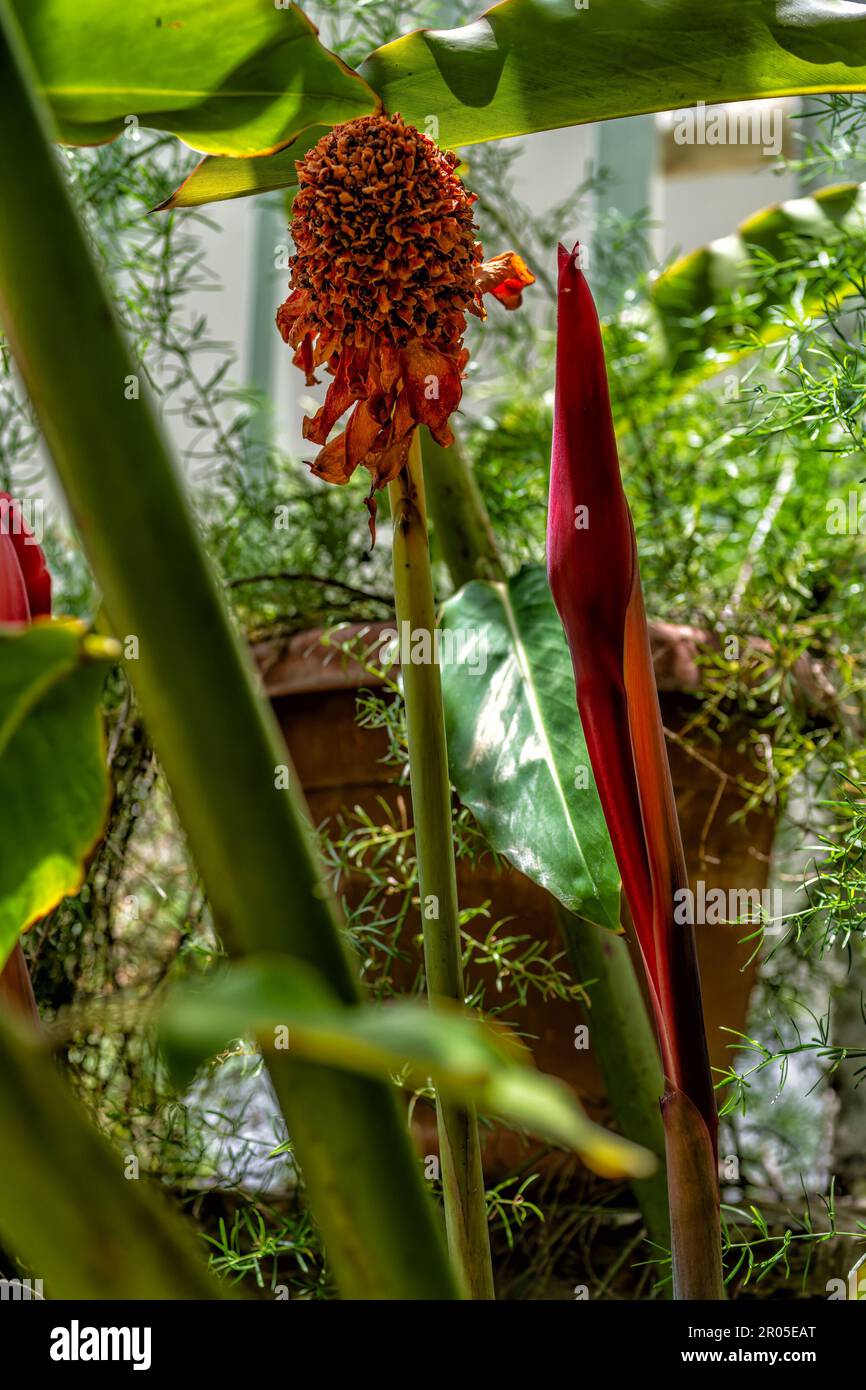 Withered Torch Ginger, also known as Etlingera elatior, red ginger lily ...