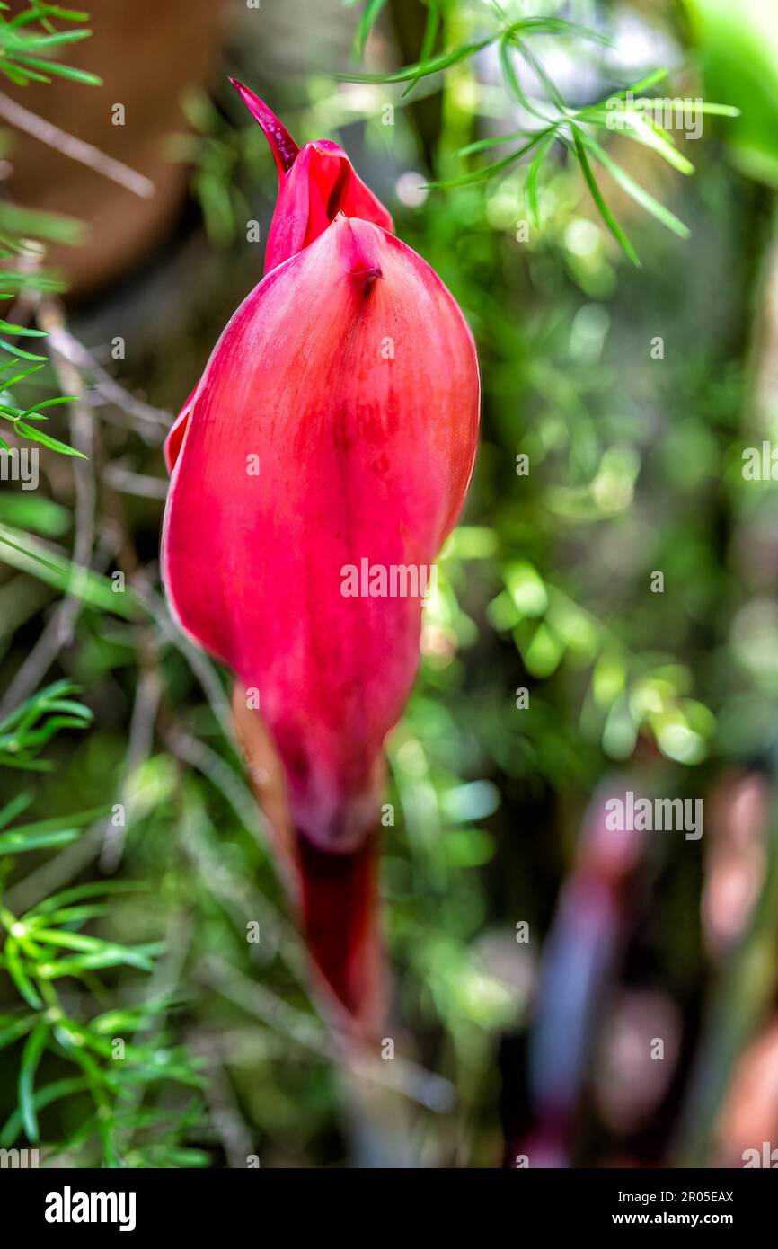Wax Flower Blossom Bloom, also known as Etlingera elatior, red ginger ...