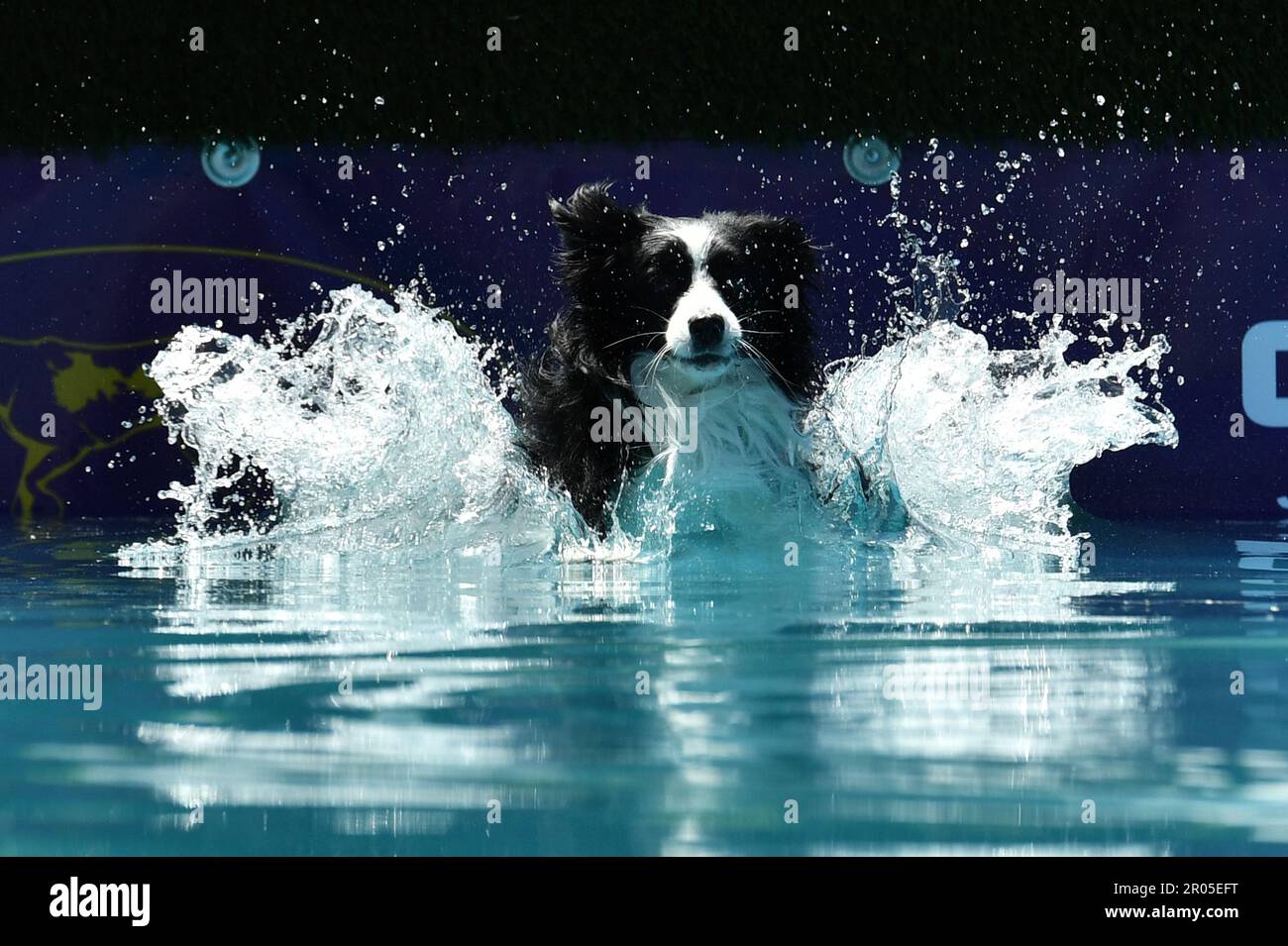 New York, USA. 06th May, 2023. A Border Collie named ‘Mumba' dives in ...