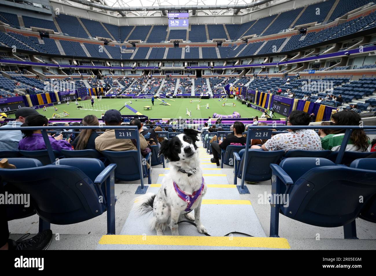 New York, USA. 06th May, 2023. A Border Collie named ‘Maze Runner ...