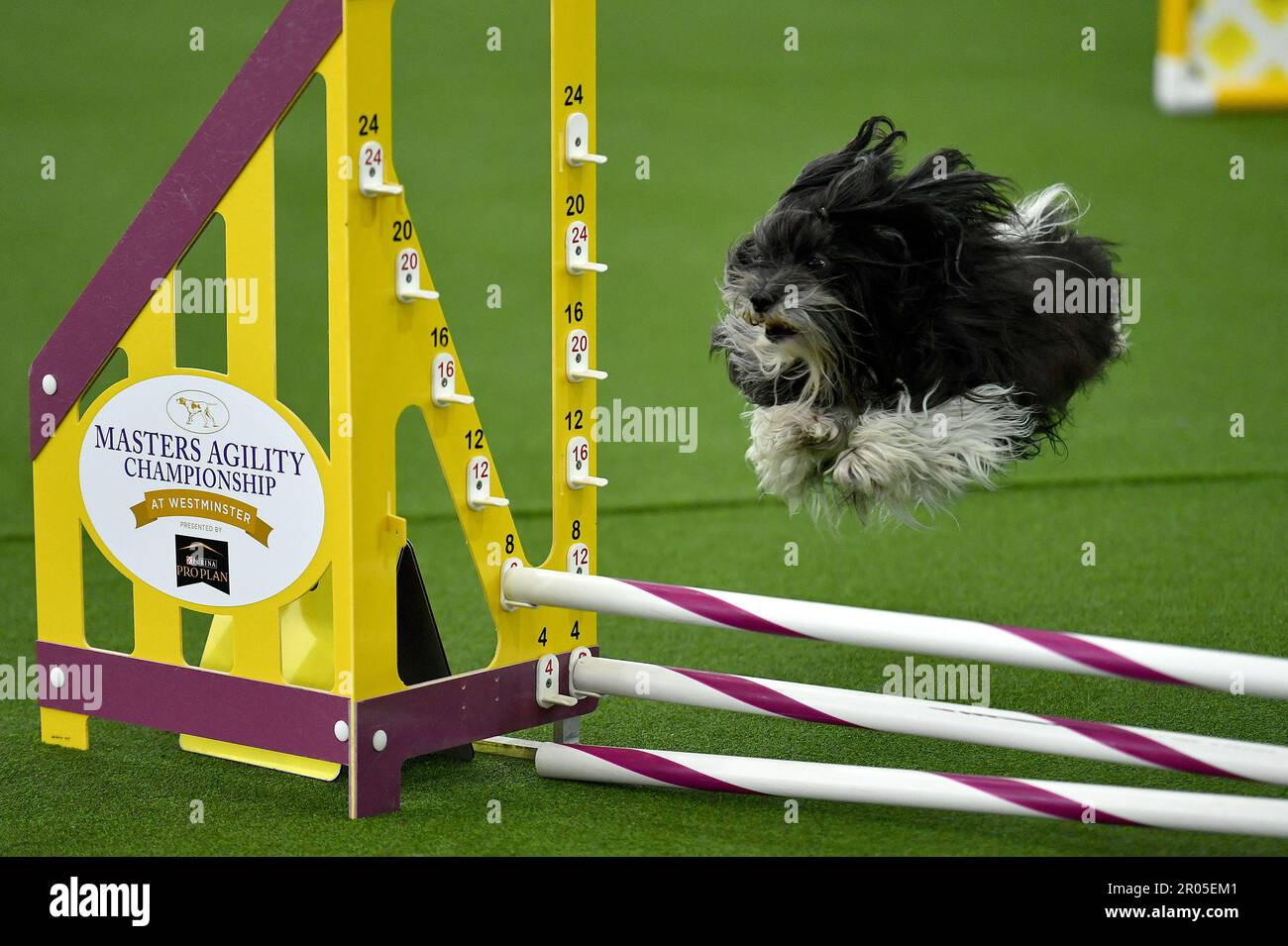New York, USA. 06th May, 2023. A dog takes part in the agility ...