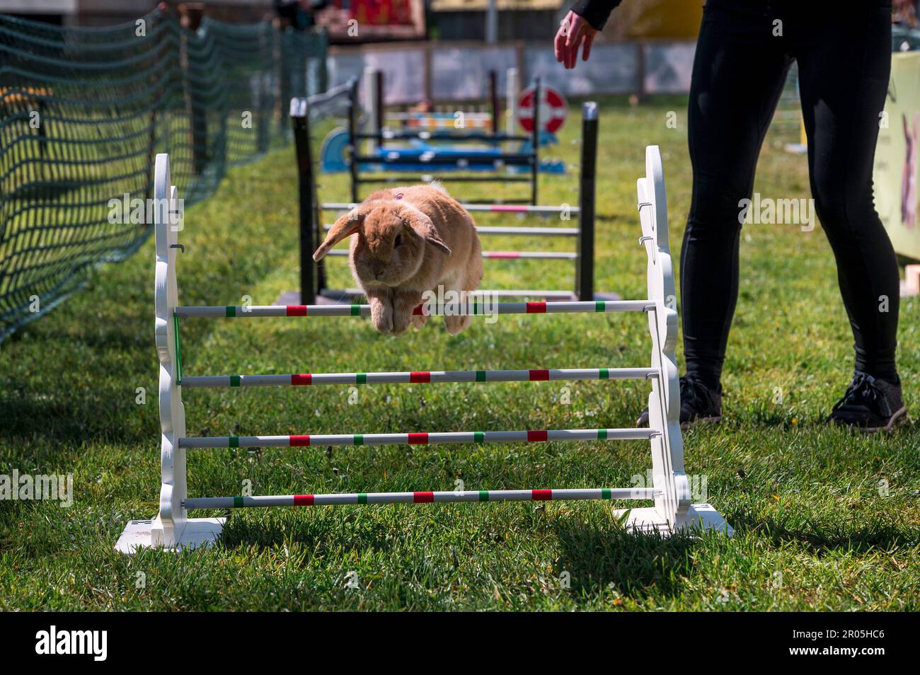 Schauenstein, Germany. 30th Apr, 2023. A ram rabbit jumps over an ...