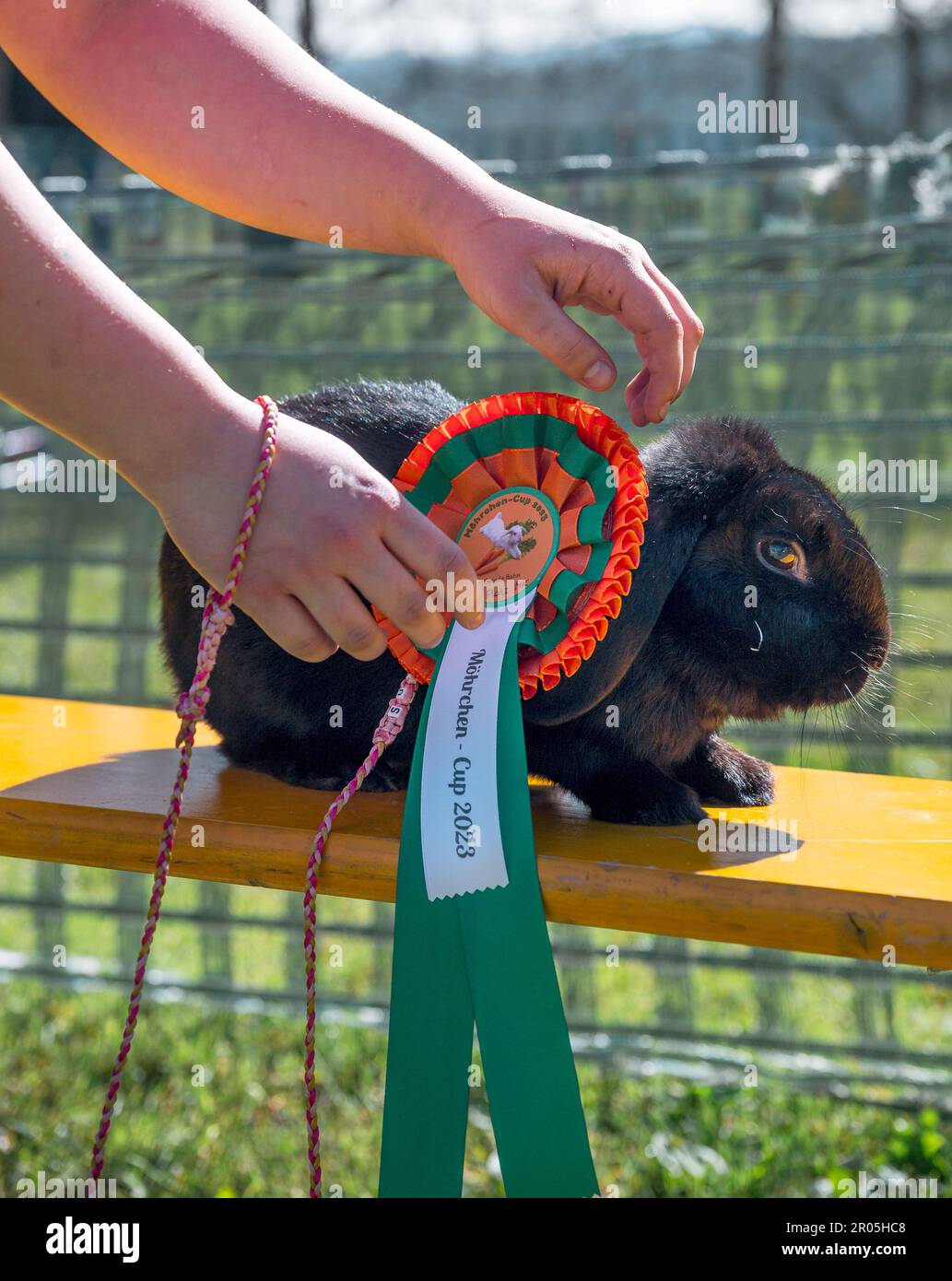 Schauenstein, Germany. 30th Apr, 2023. The ram rabbit Silverados Sense ...