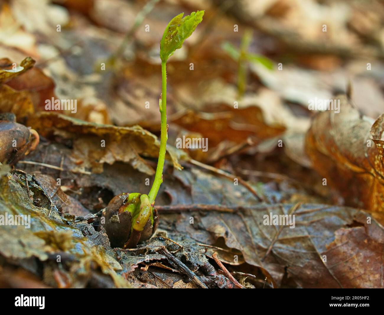 new life in the forest small seedlings grow into large trees Stock ...